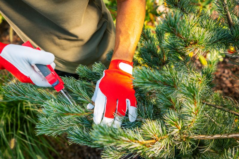 Pine Tree Pruning Services for Healthier Trees